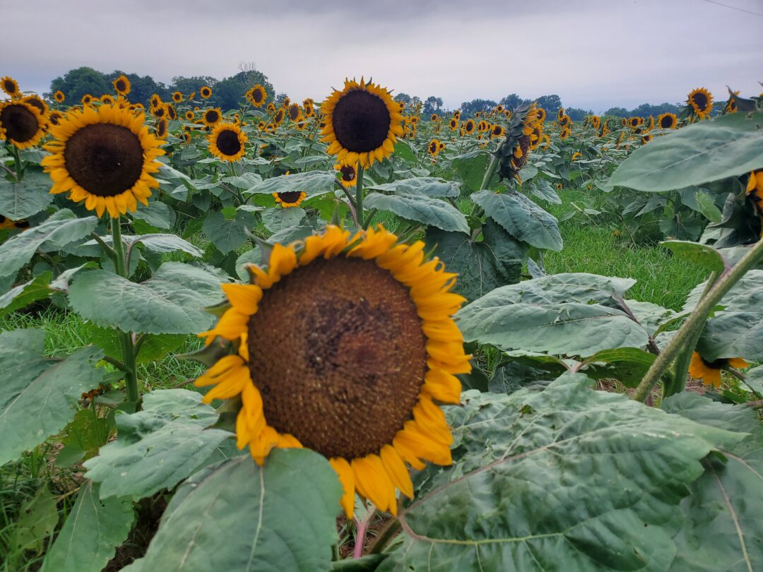 Sunflower Fest | DixieMaze Farms